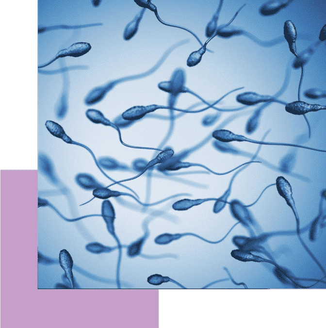 Spermiogramm - Institute of Life